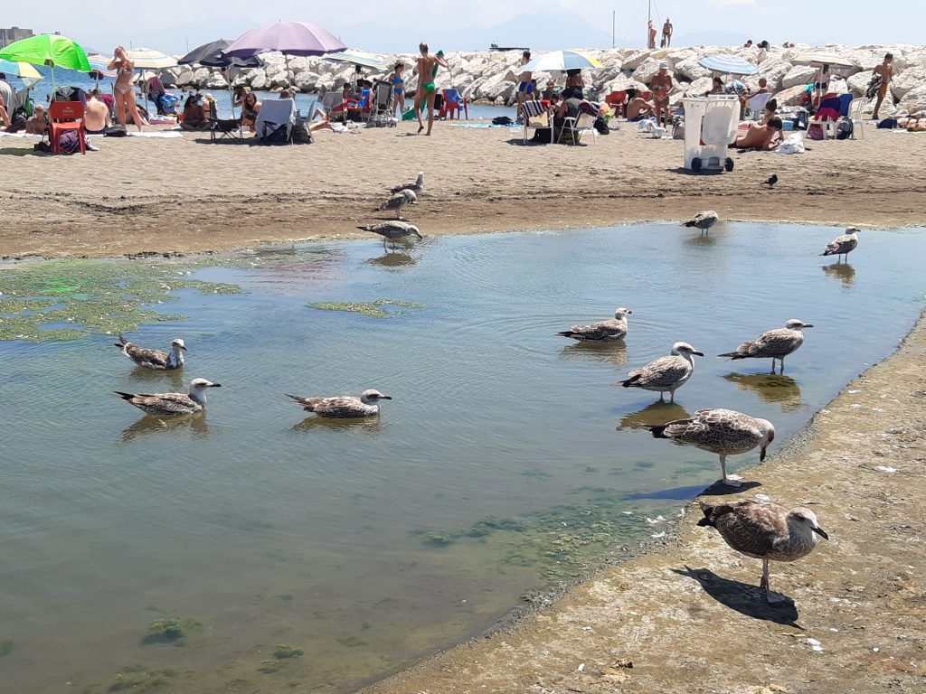 Mappatella Beach, Borrelli e Carbone (Europa Verde): “Spiaggia tagliata ...