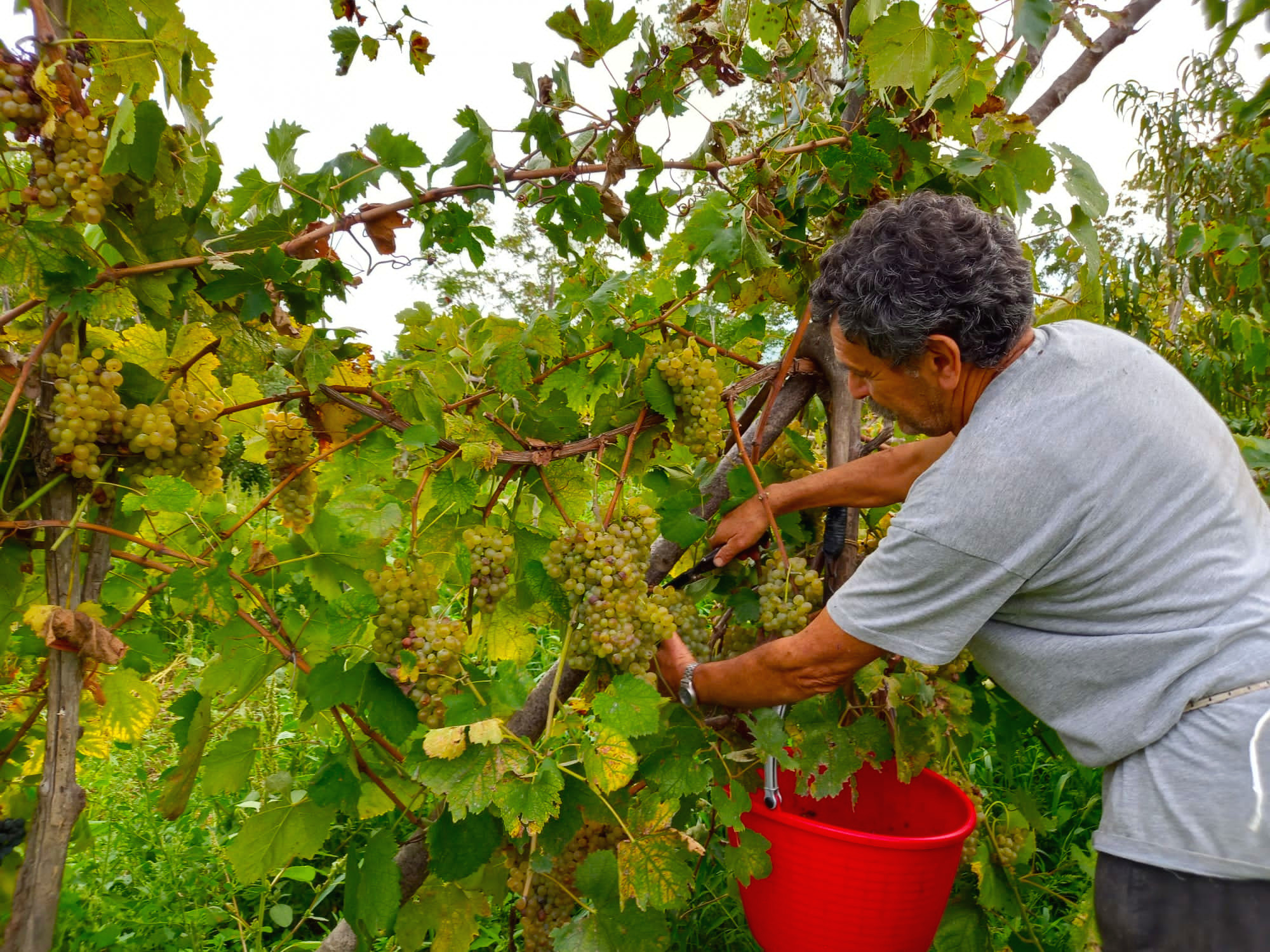 Procida Capitale: presentato il primo vino dop dell’isola – Vivi Campania